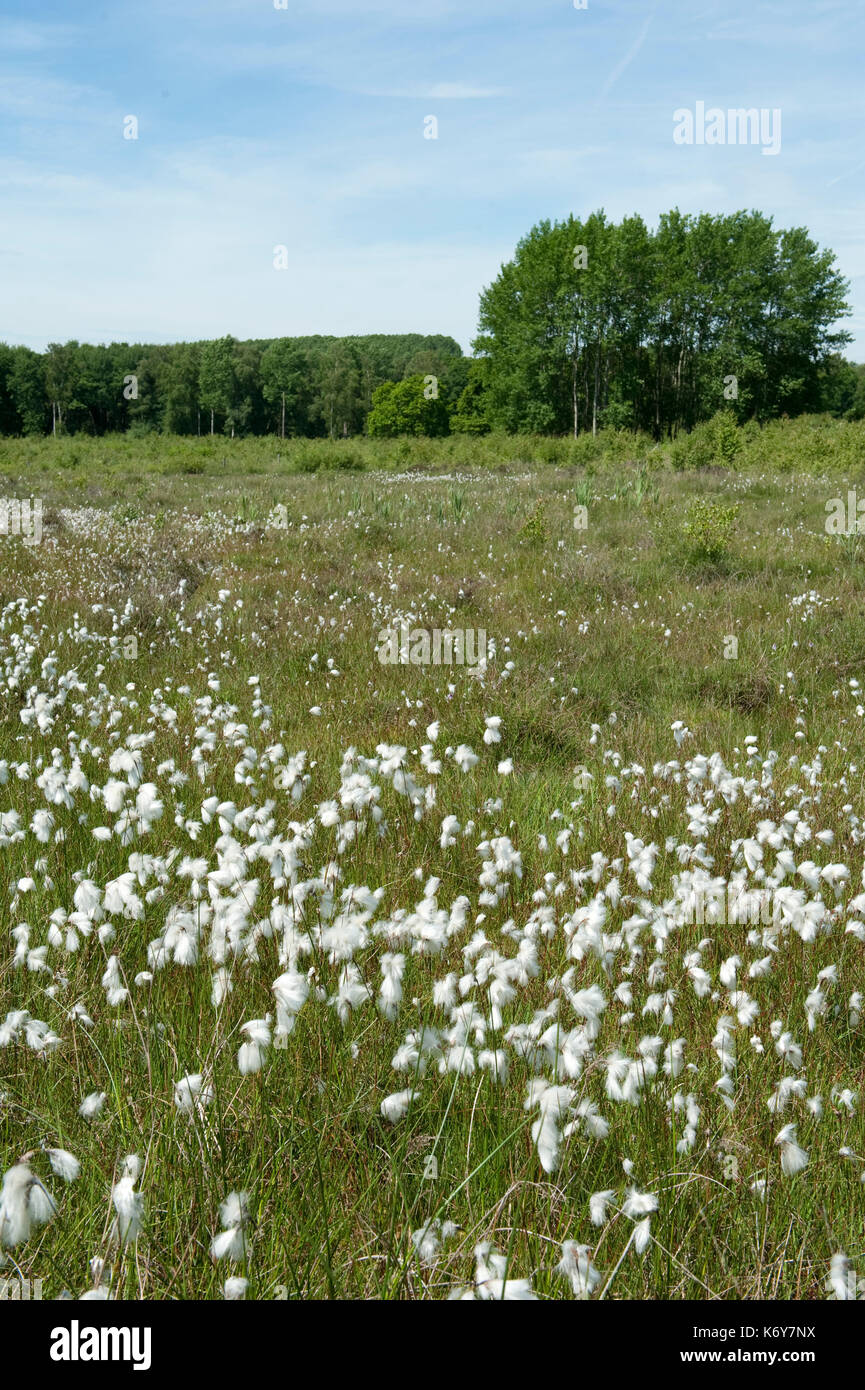 Marshland with Cotton Grass, Eriophorum angustifolium, Hothfield ...