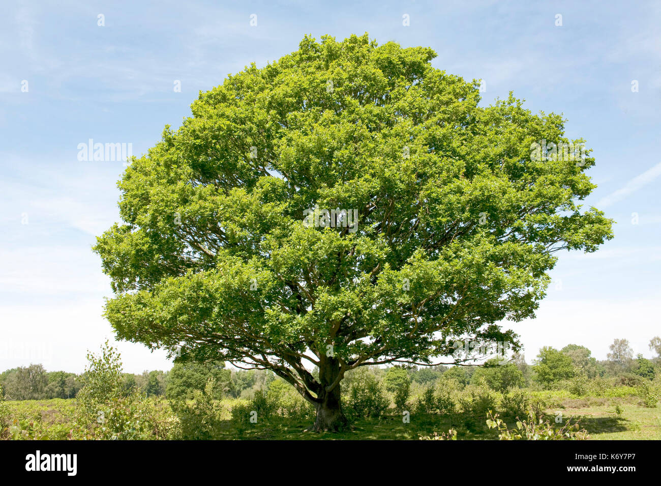 English Oak Tree, Quercus robur, Hothfield Heathlands, Kent UK, Kent ...