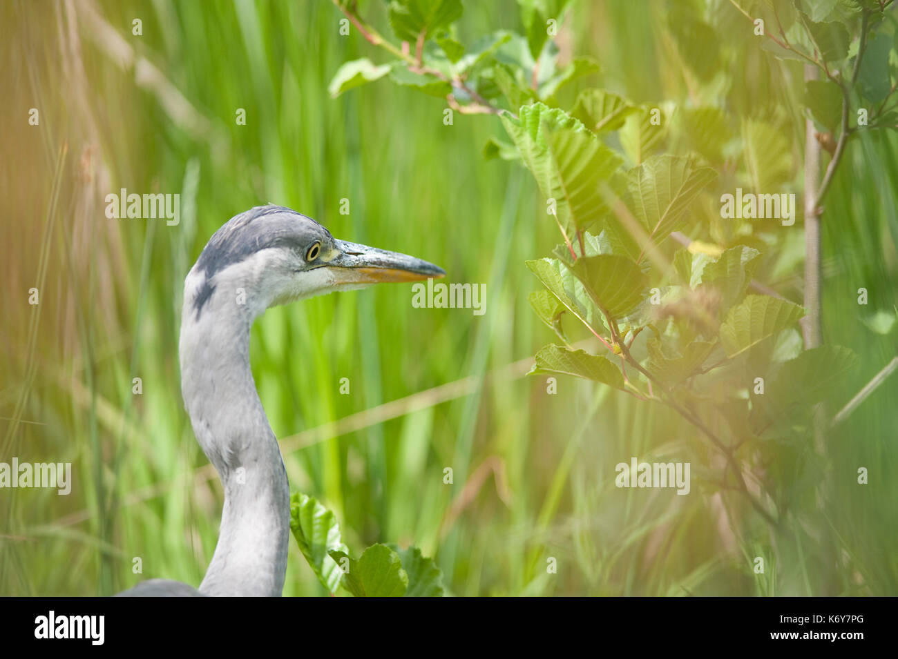 Great Blue Heron, Ardea herodias, Barnes, London UK, Wildfowl ...