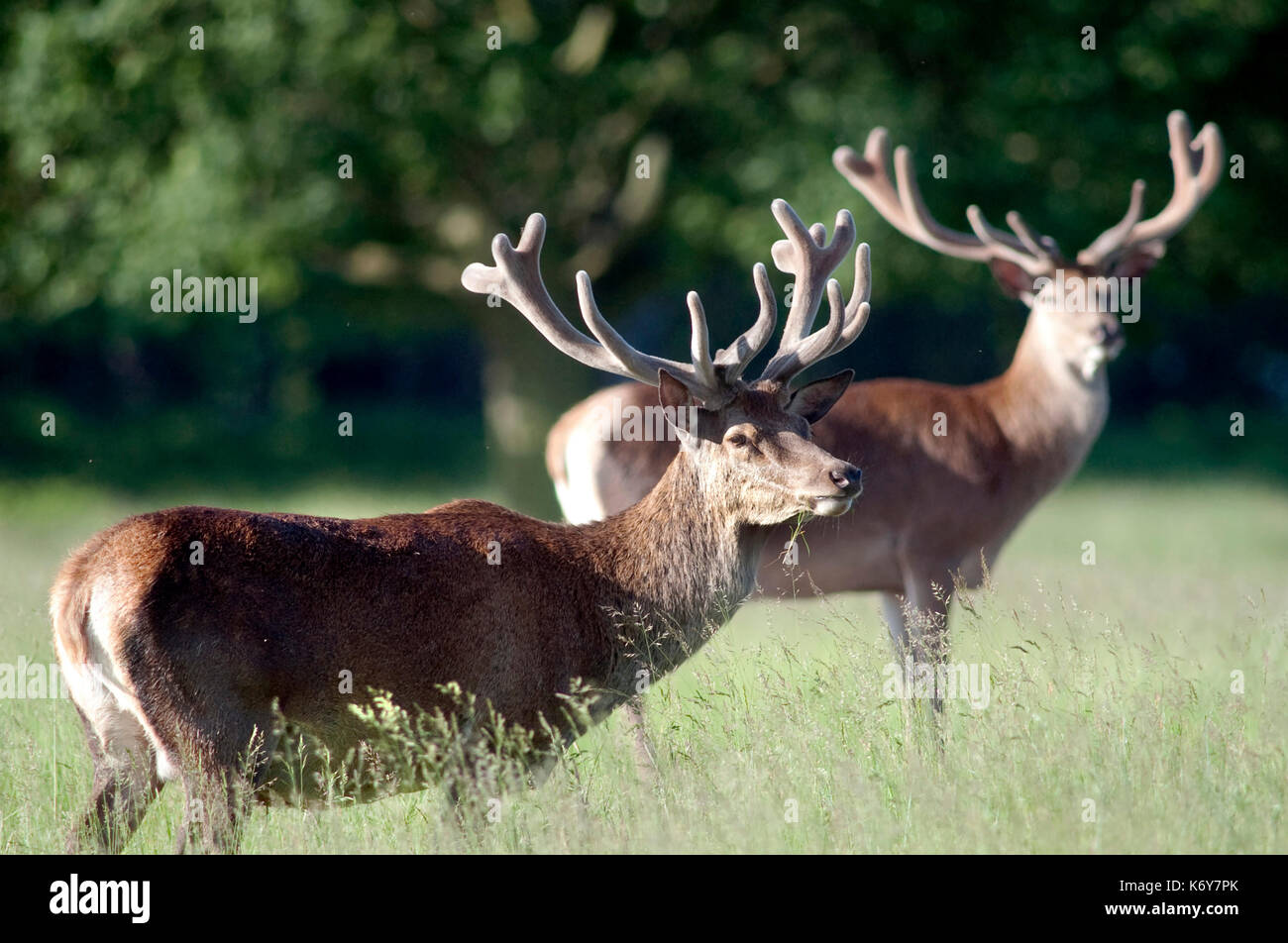 Red Deer, Cervus elaphus, Richmond Park, London UK, male with large ...