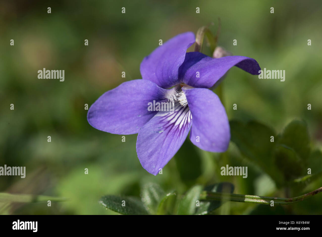 Common Dog Violet, Viola riviniana, Queensdown Warren Nature Reserve ...