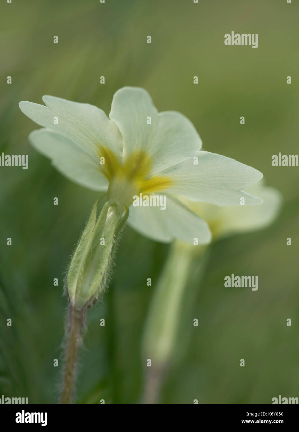 Primrose, Primula vulgaris, Park Gate Down, Kent, UK, Kent Wildlife ...