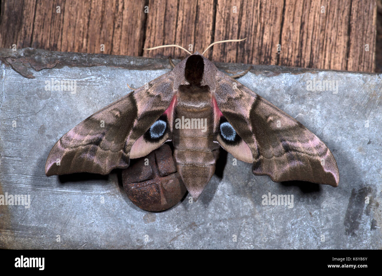 Eyed Hawk Moth, Smerinthus ocellata, Kent, UK, camouflaged appearance ...