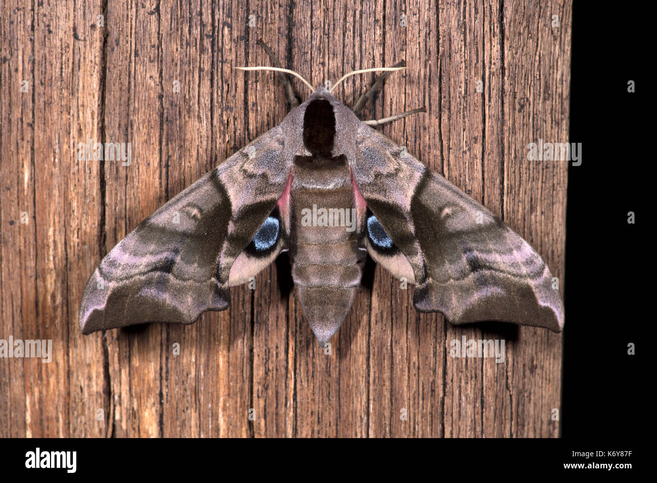 Eyed Hawk Moth, Smerinthus ocellata, Kent, UK, camouflaged appearance ...