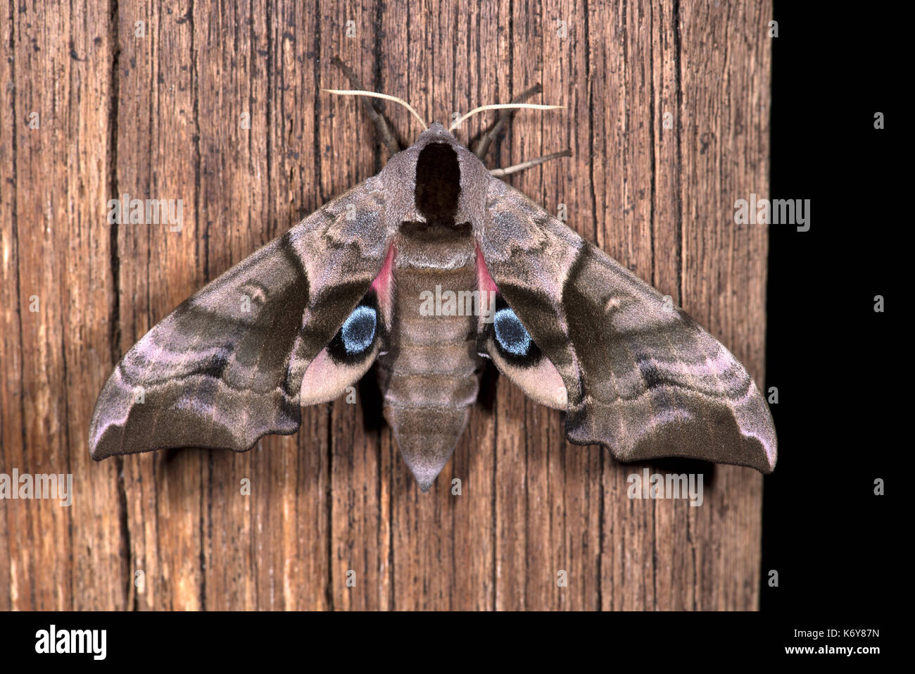 Eyed Hawk Moth, Smerinthus ocellata, Kent, UK, camouflaged appearance ...