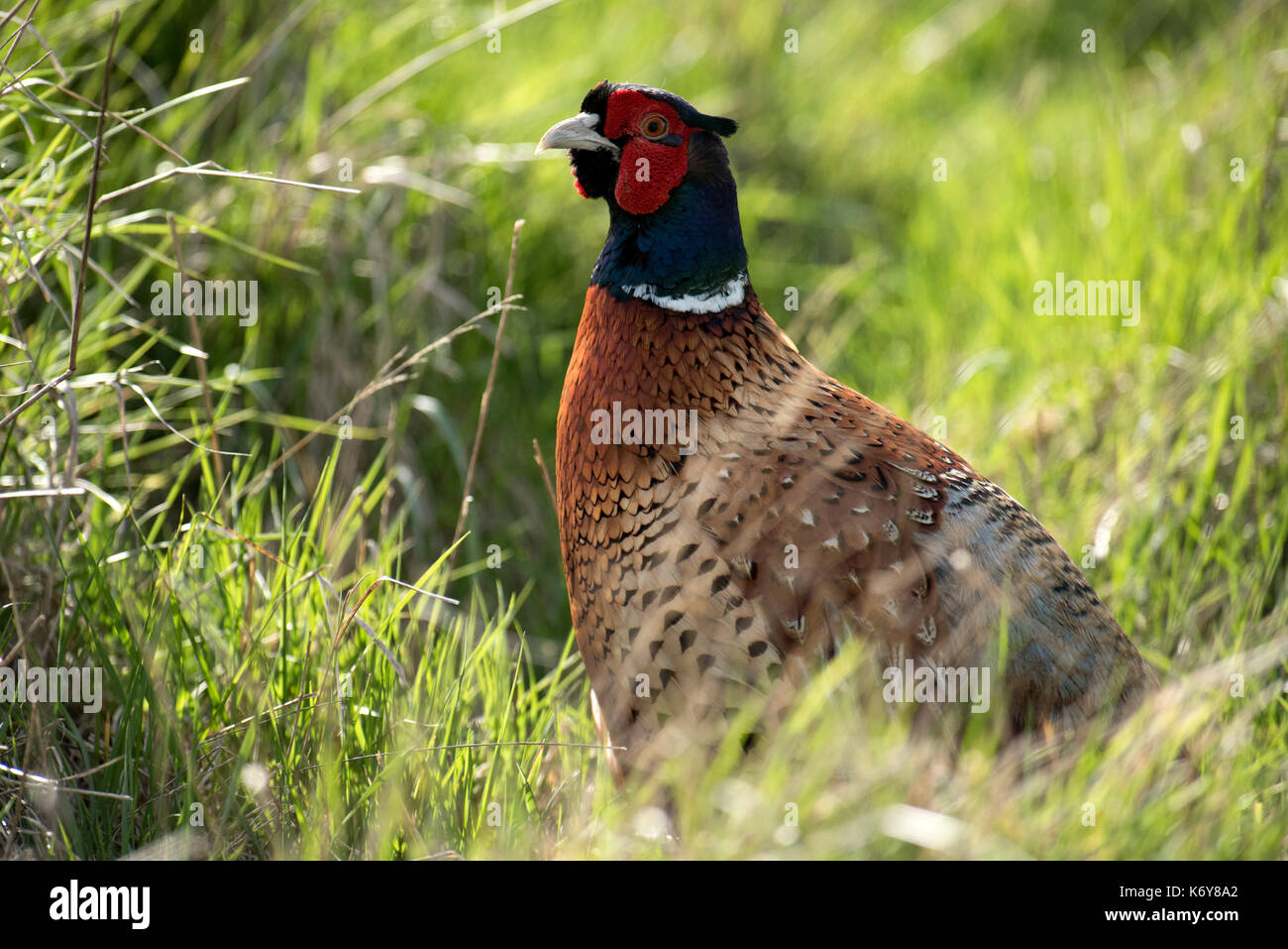 Kent fowl hi-res stock photography and images - Alamy