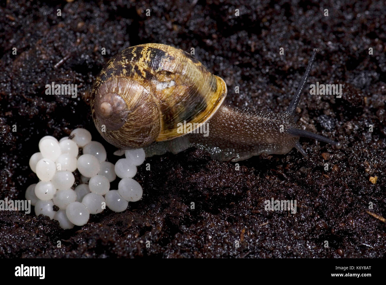 Garden Snail Eggs