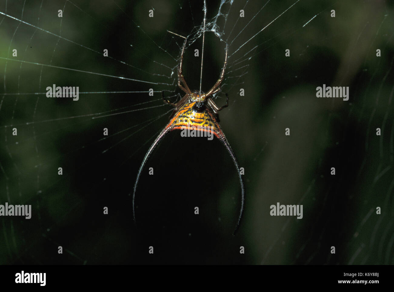 Curved Spiny Spider, Gasteracantha arcuata, Sukau River area, Sabah, on ...