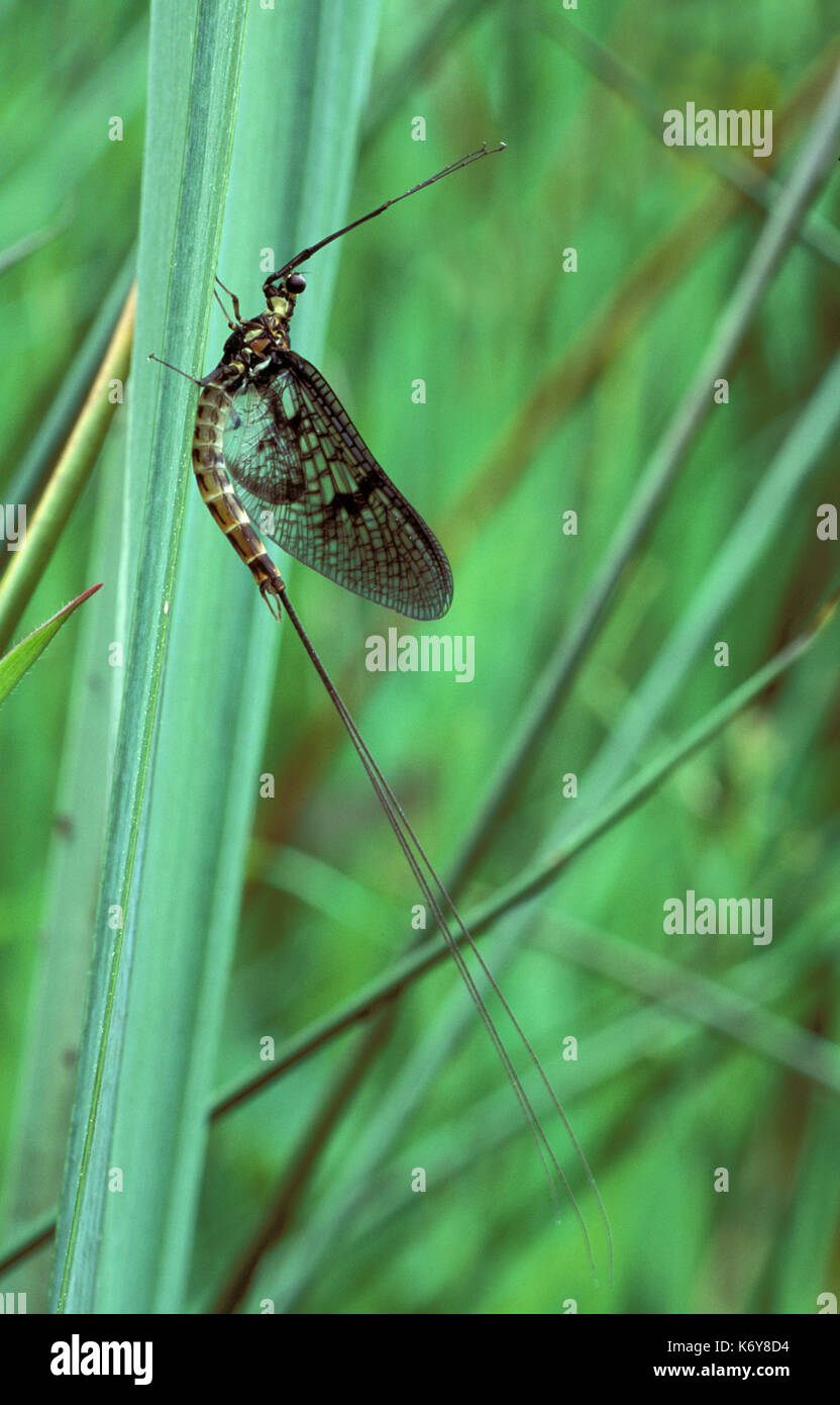 Ephemera plants hi-res stock photography and images - Alamy