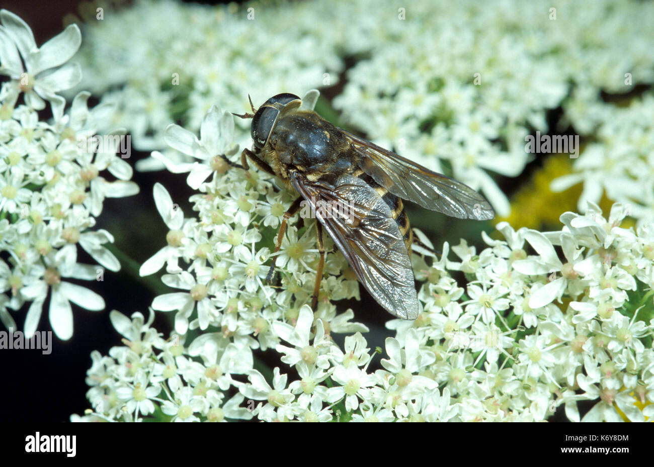 Common House Fly, Musca domestica, UK, on flowering plant, adult, wings ...