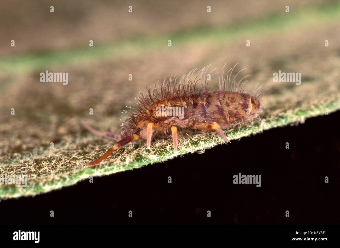 Springtail on leaf litter hi-res stock photography and images - Alamy