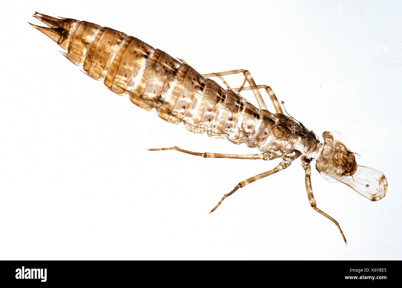 Emperor dragonfly larvae High Resolution Stock Photography and Images ...
