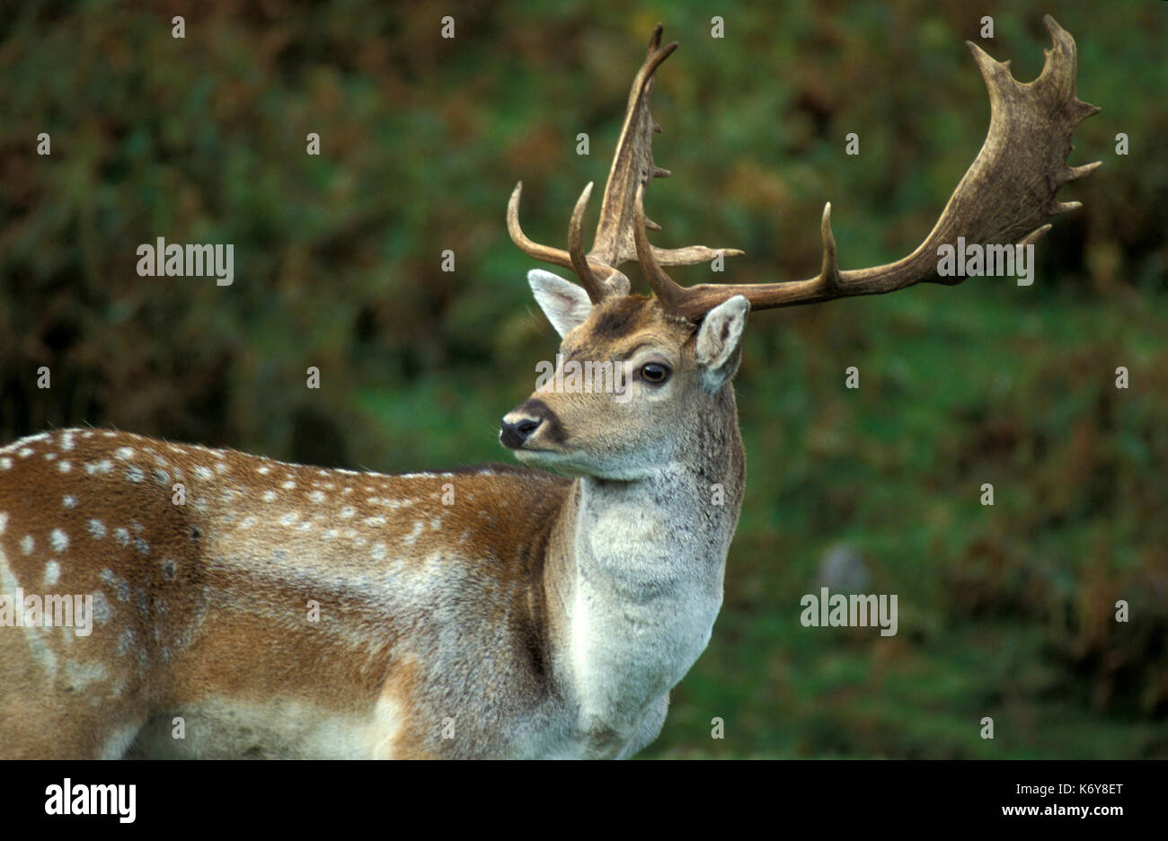 Fallow deer, Dama dama, Scotland, UK, male, buck, antlers Stock Photo ...