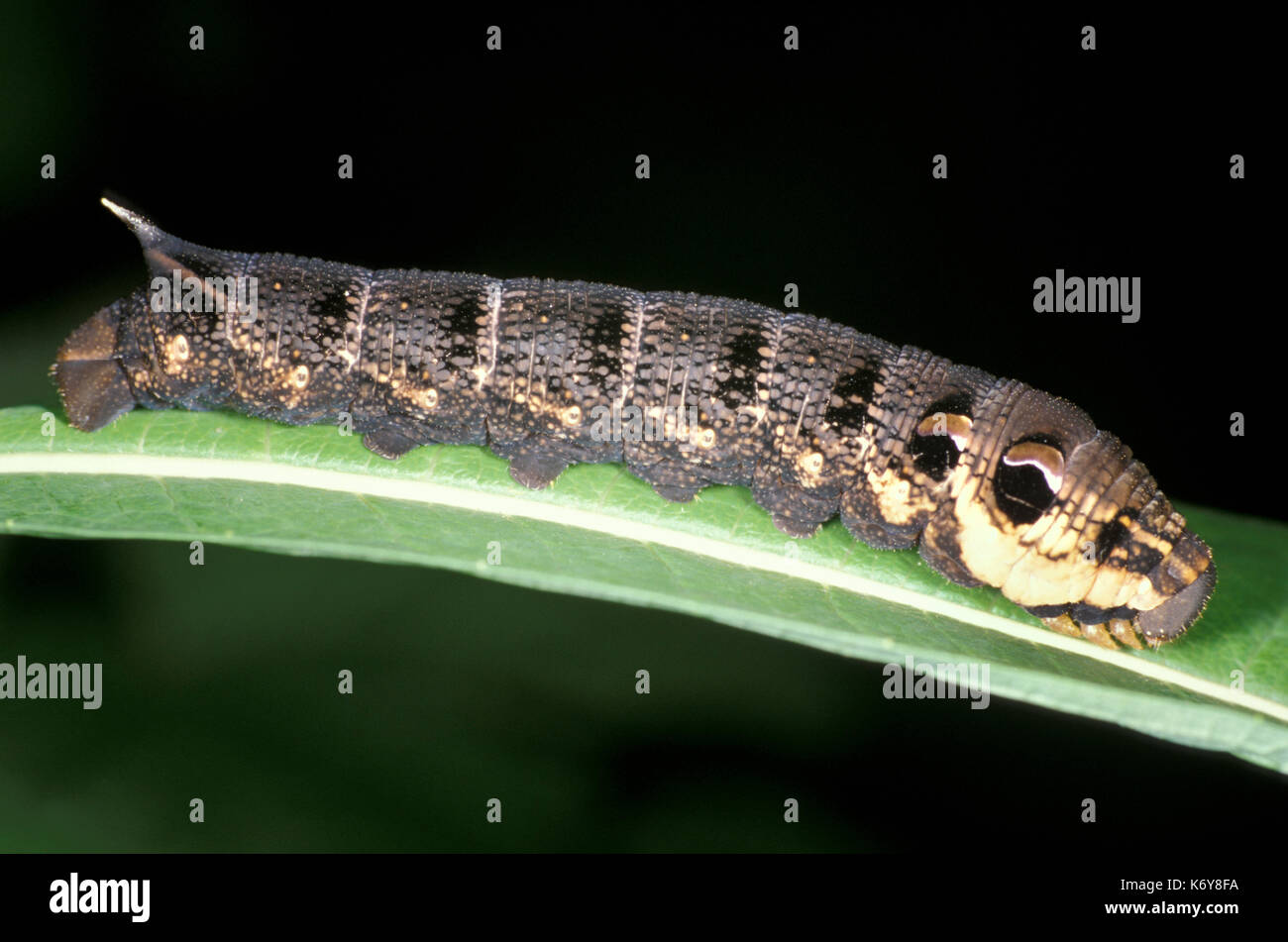 Small Elephant Hawk Moth,Deilephila elpenor, UK, larvae, caterpillar ...