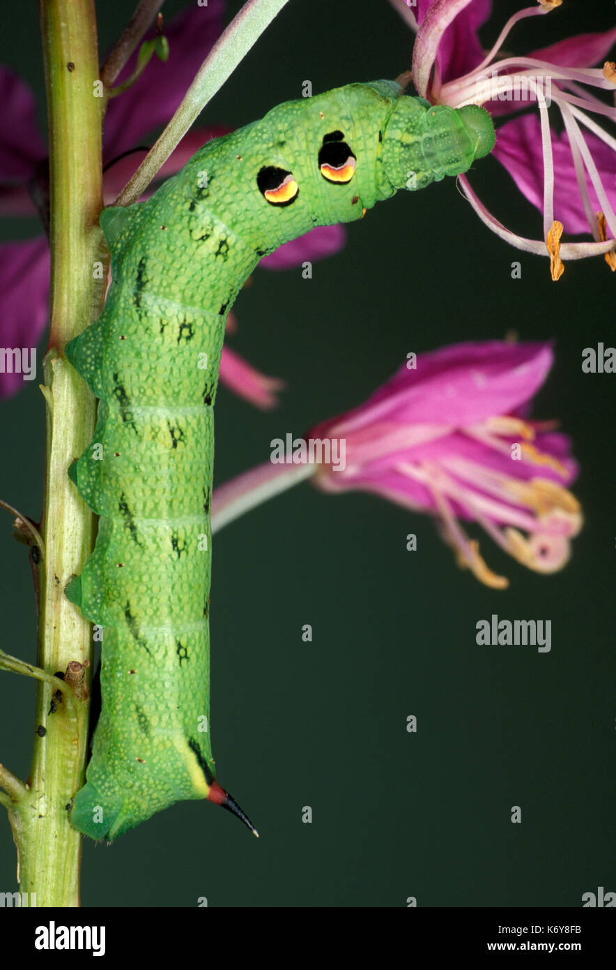 Small Elephant Hawk Moth,Caterpillar, Larvae, Deilephila elpenor, UK ...