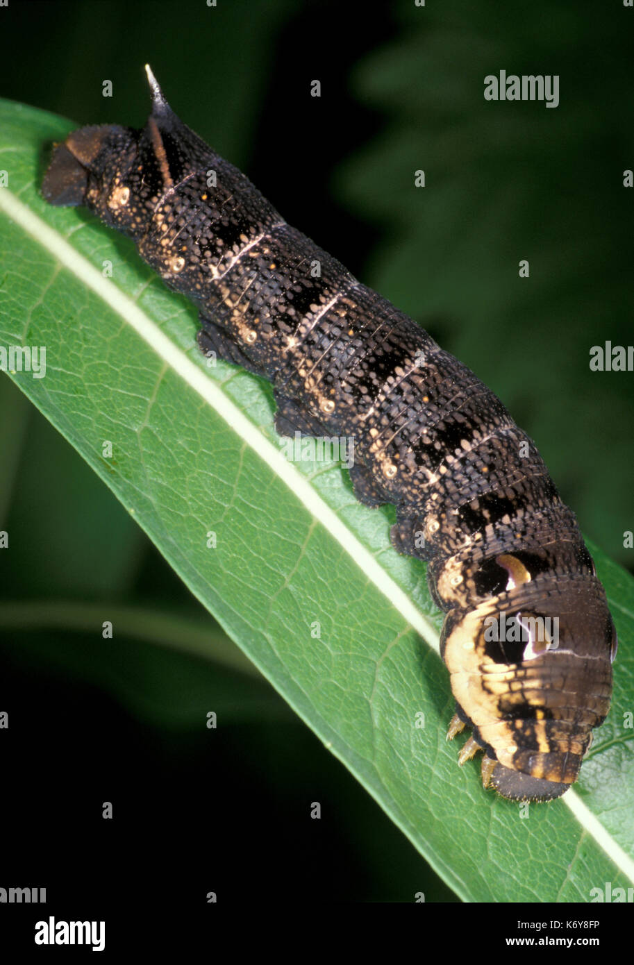 Small Elephant Hawk Moth, Caterpillar, Larvae, Deilephila elpenor, UK ...