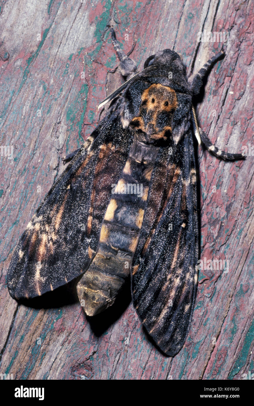 Death's Head Hawkmoth, Acherontia atropos, UK, skull shape on thorax ...