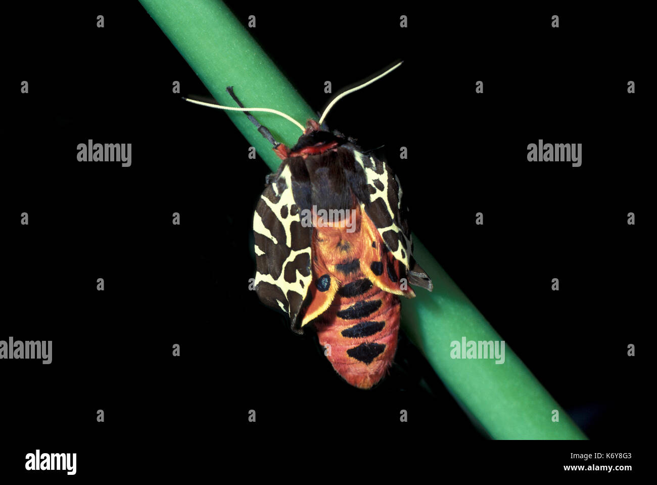 Garden tiger moth uk hi-res stock photography and images - Alamy