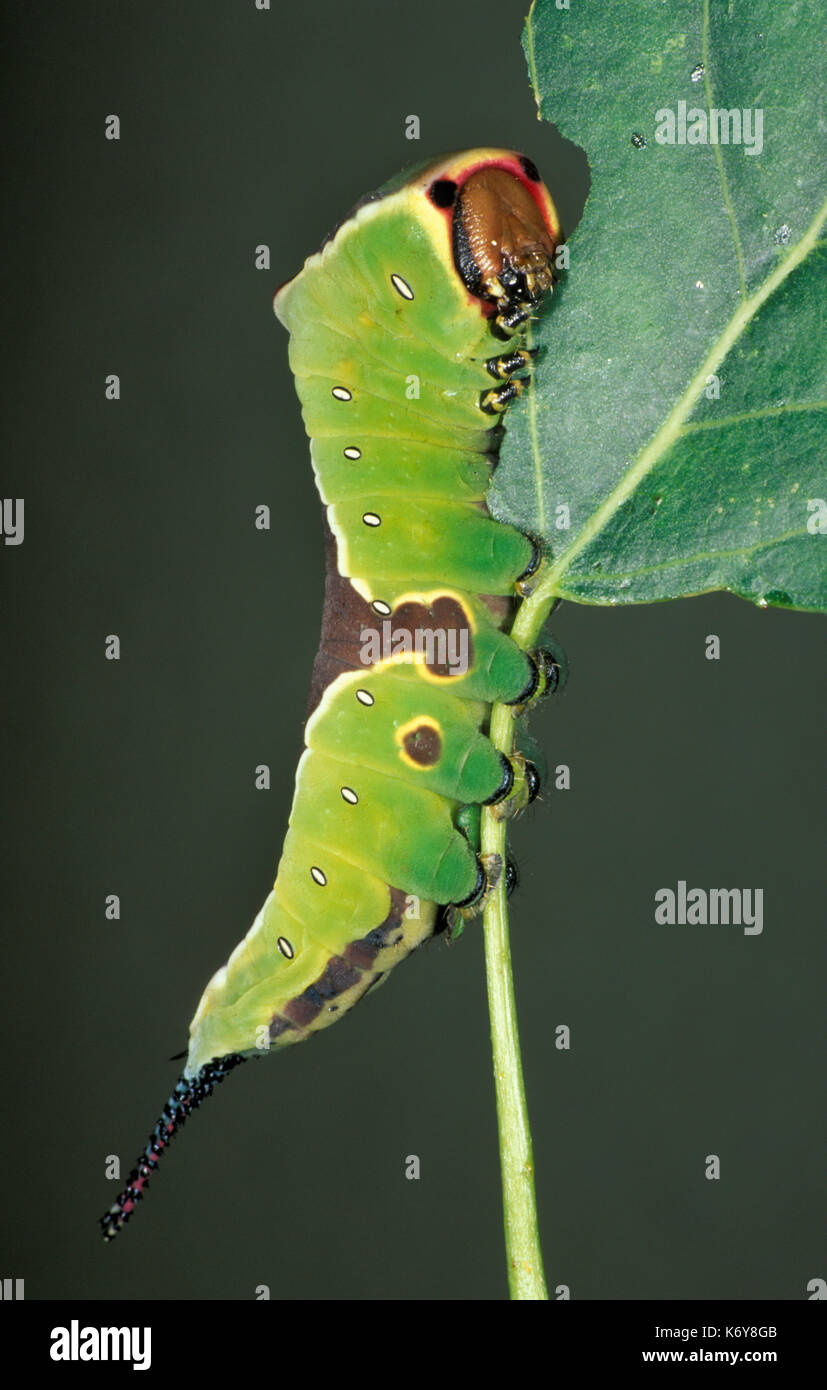 Puss Moth, Cerura vinula, caterpillar, UK, larvae showing flagella ...