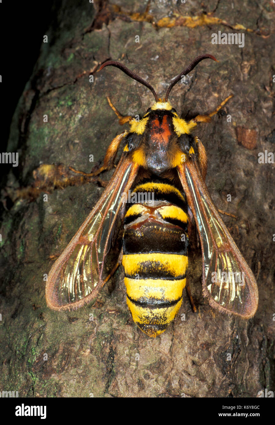 Hornet moth hi-res stock photography and images - Alamy