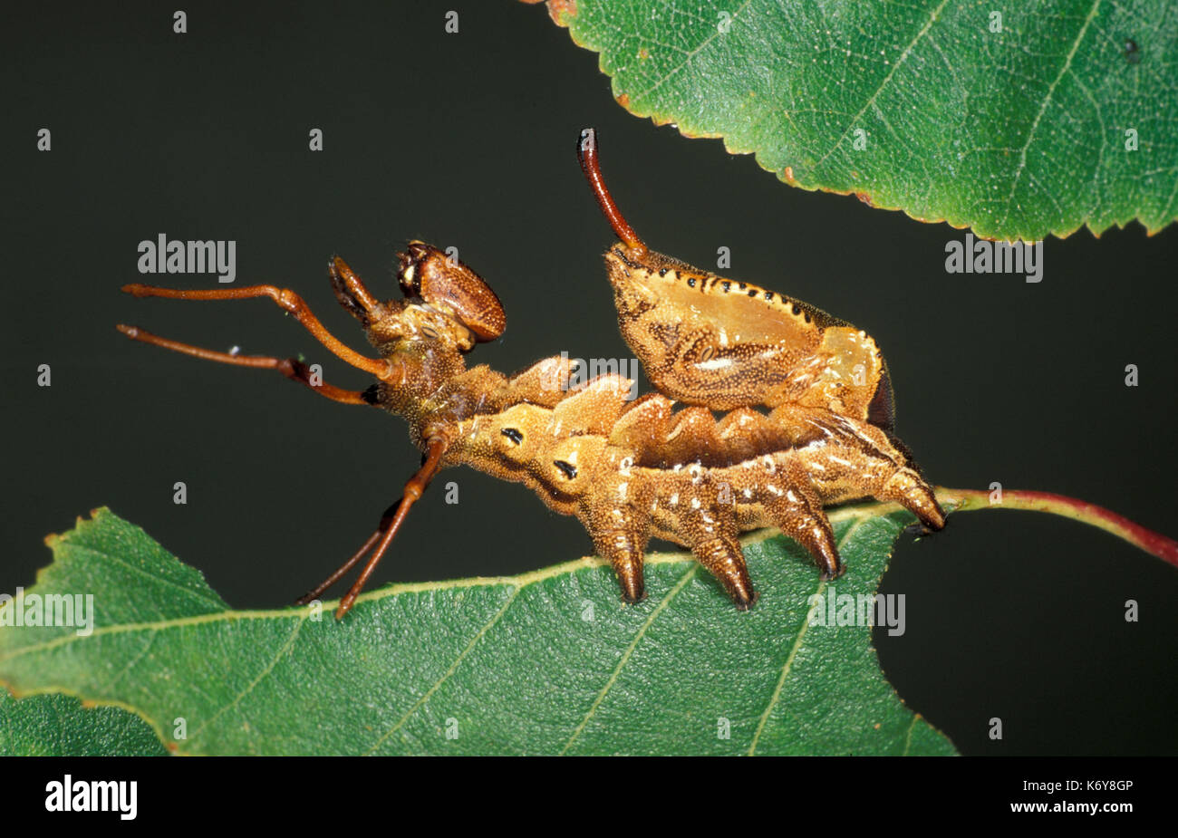 Lobster Moth, Stauropus fagi, Caterpillar, 3rd instar, Larvae, UK, name ...