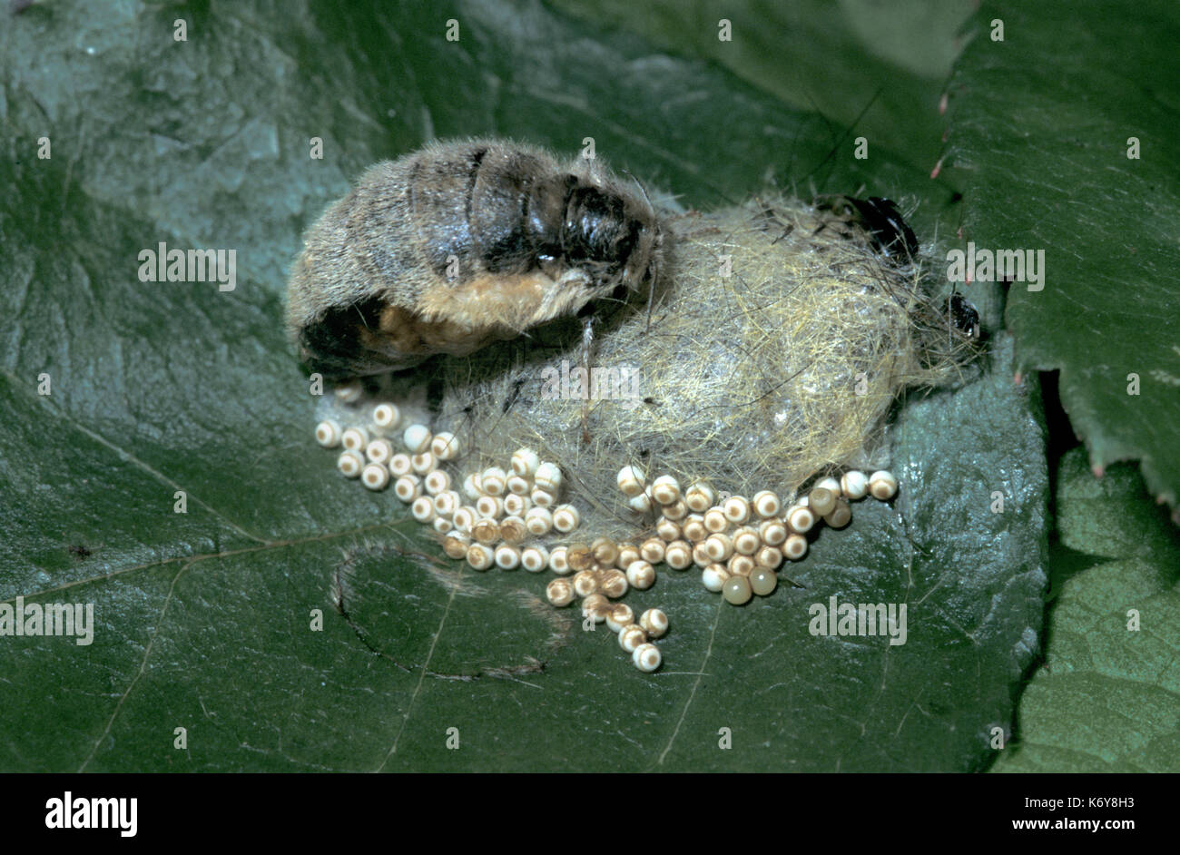Vapourer Moth, Orgyia antigua, UK, wingless female with newly laid eggs on cocoon Stock Photo ...