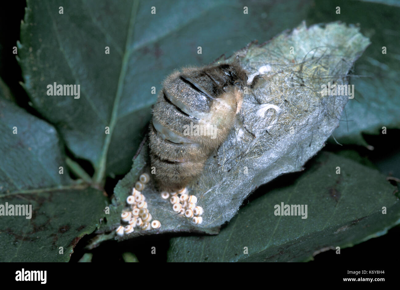 Female vapourer moth hi-res stock photography and images - Alamy