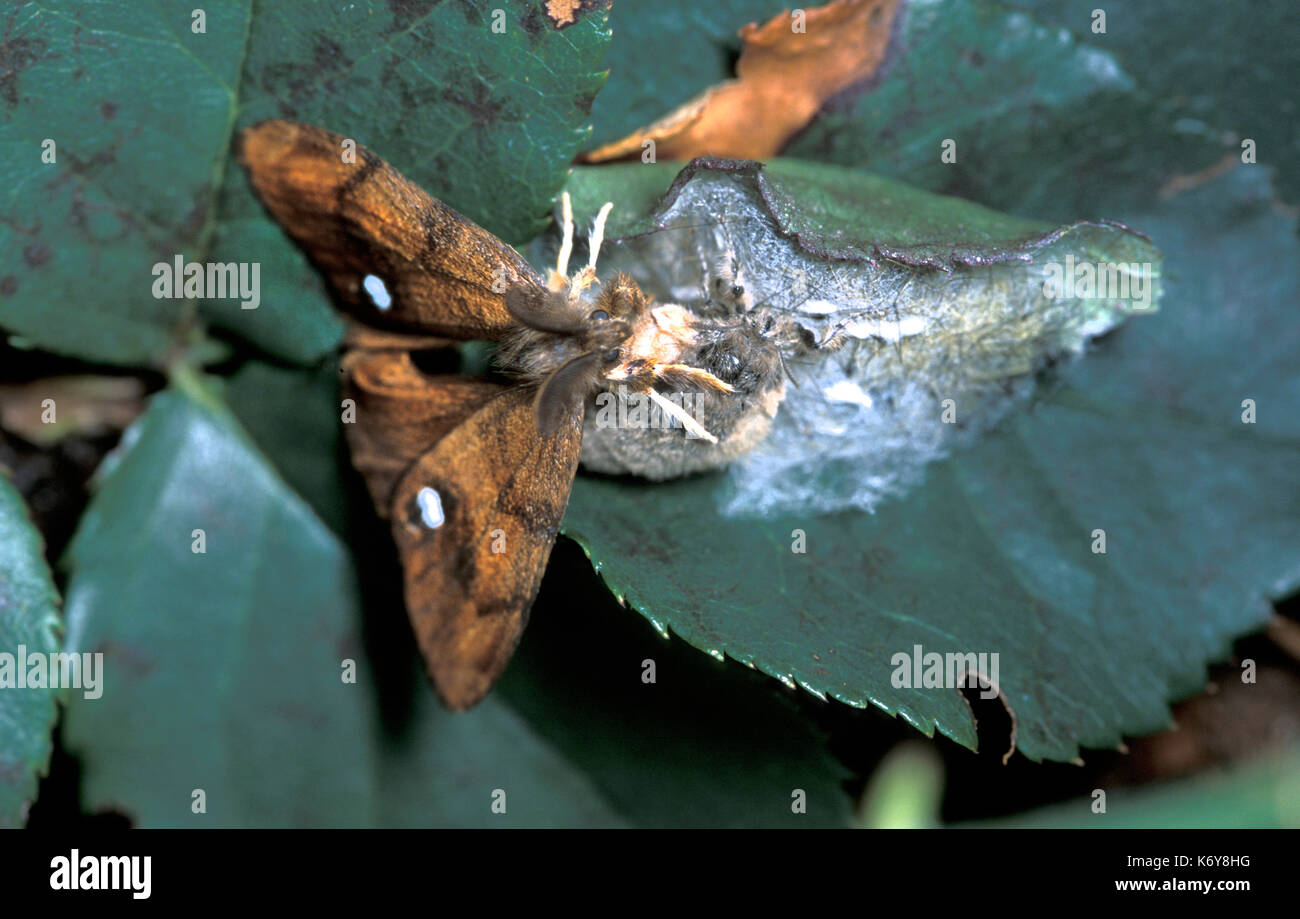 Vapourer Moth, Orgyia antigua, UK, wingless female mating with male on ...