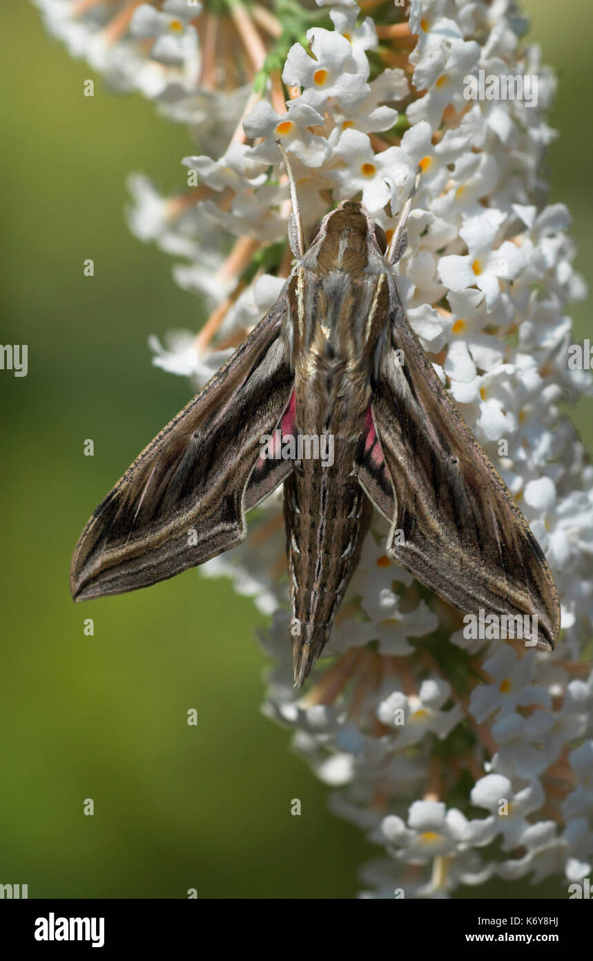 Silver-striped Hawk-moth, Hippotion celerio, resting on buddlehia plant ...