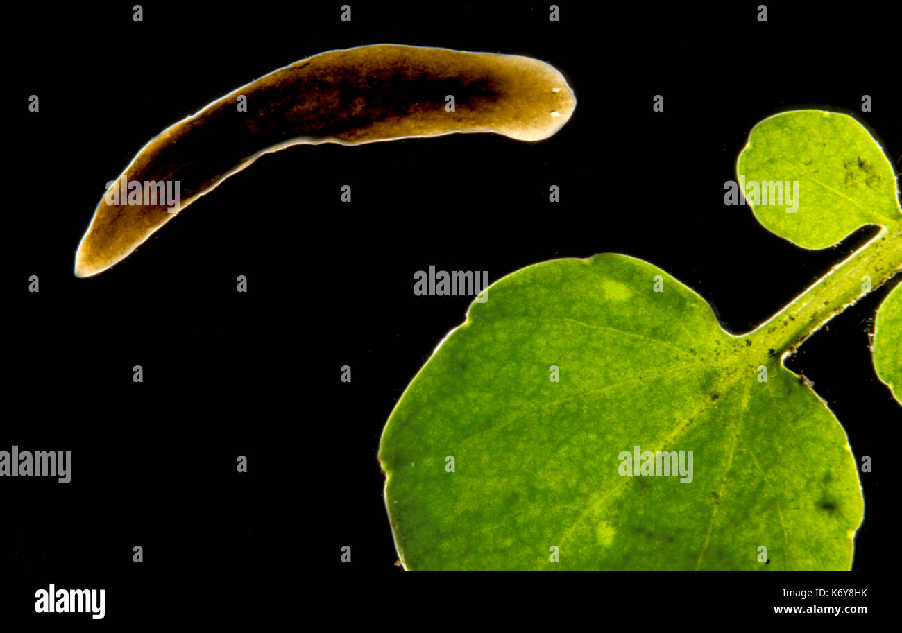 Plathelminthes hi-res stock photography and images - Alamy
