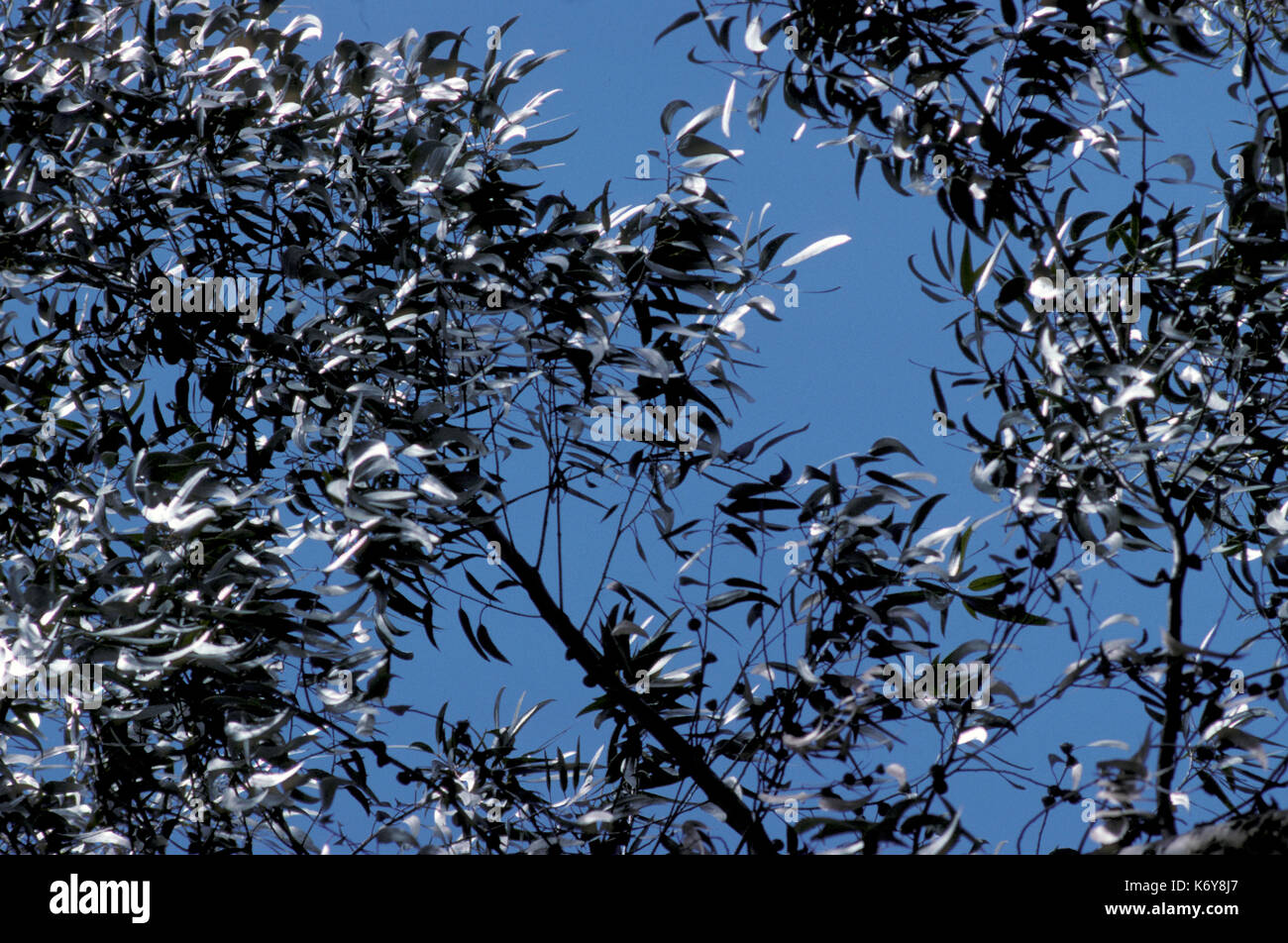 Gum tree leaves hi-res stock photography and images - Alamy