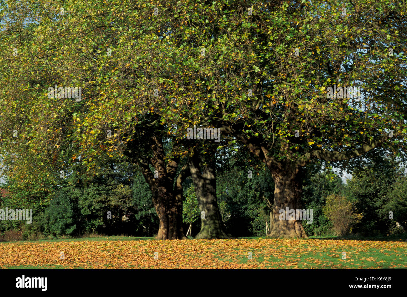 Silver Maple Tree, Acer saccharinum, UK, autumn colours Stock Photo - Alamy