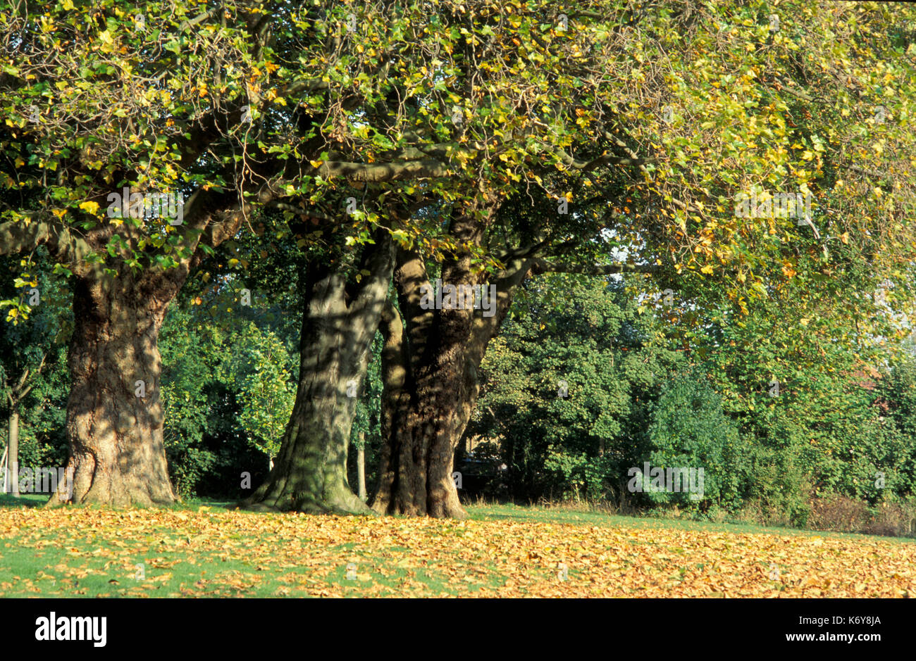 Silver Maple Tree, Acer saccharinum, UK, autumn colours Stock Photo - Alamy
