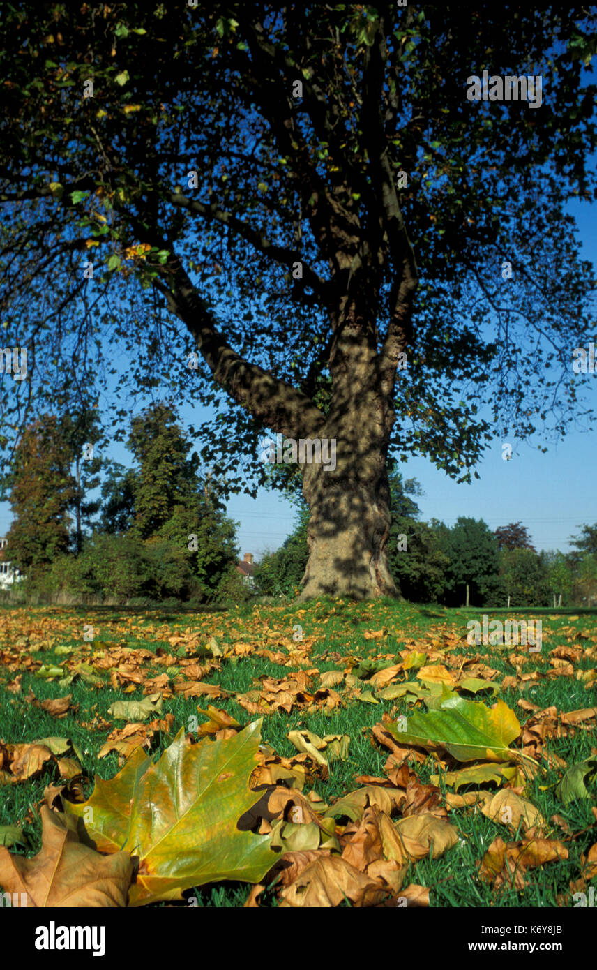 Silver maple tree hi-res stock photography and images - Alamy