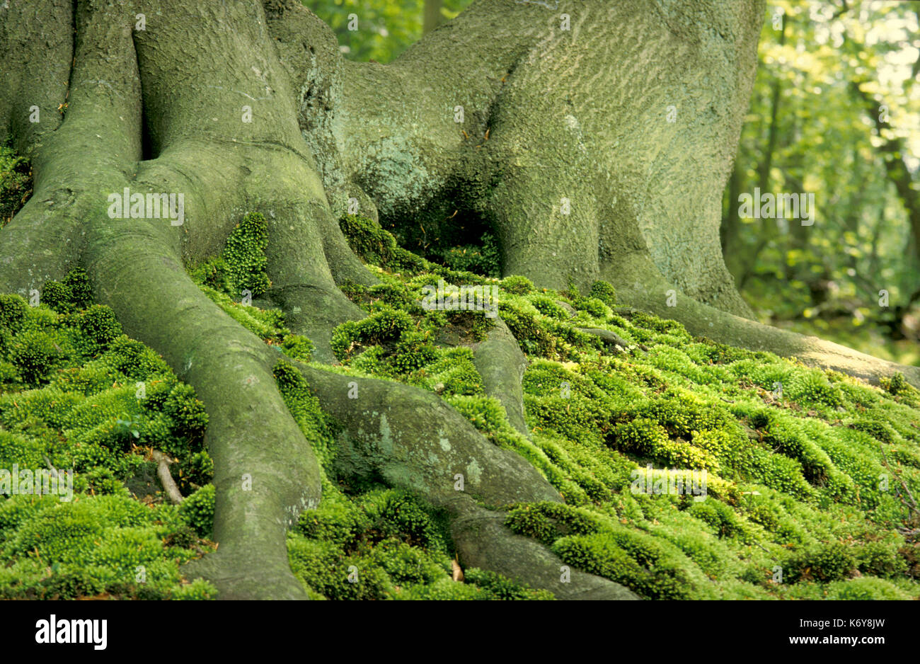 Moss covered roots of Beech Tree, Fagus sp, UK Stock Photo - Alamy