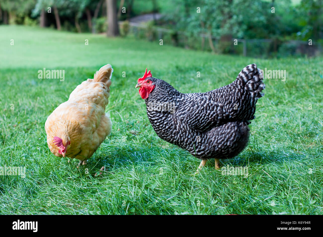 Free range hens hi-res stock photography and images - Alamy