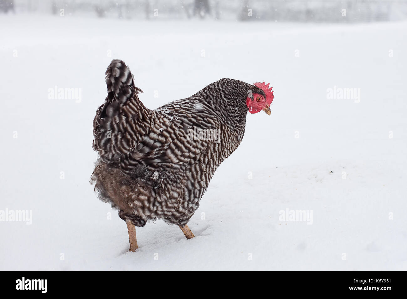 Black rock chicken hi-res stock photography and images - Alamy