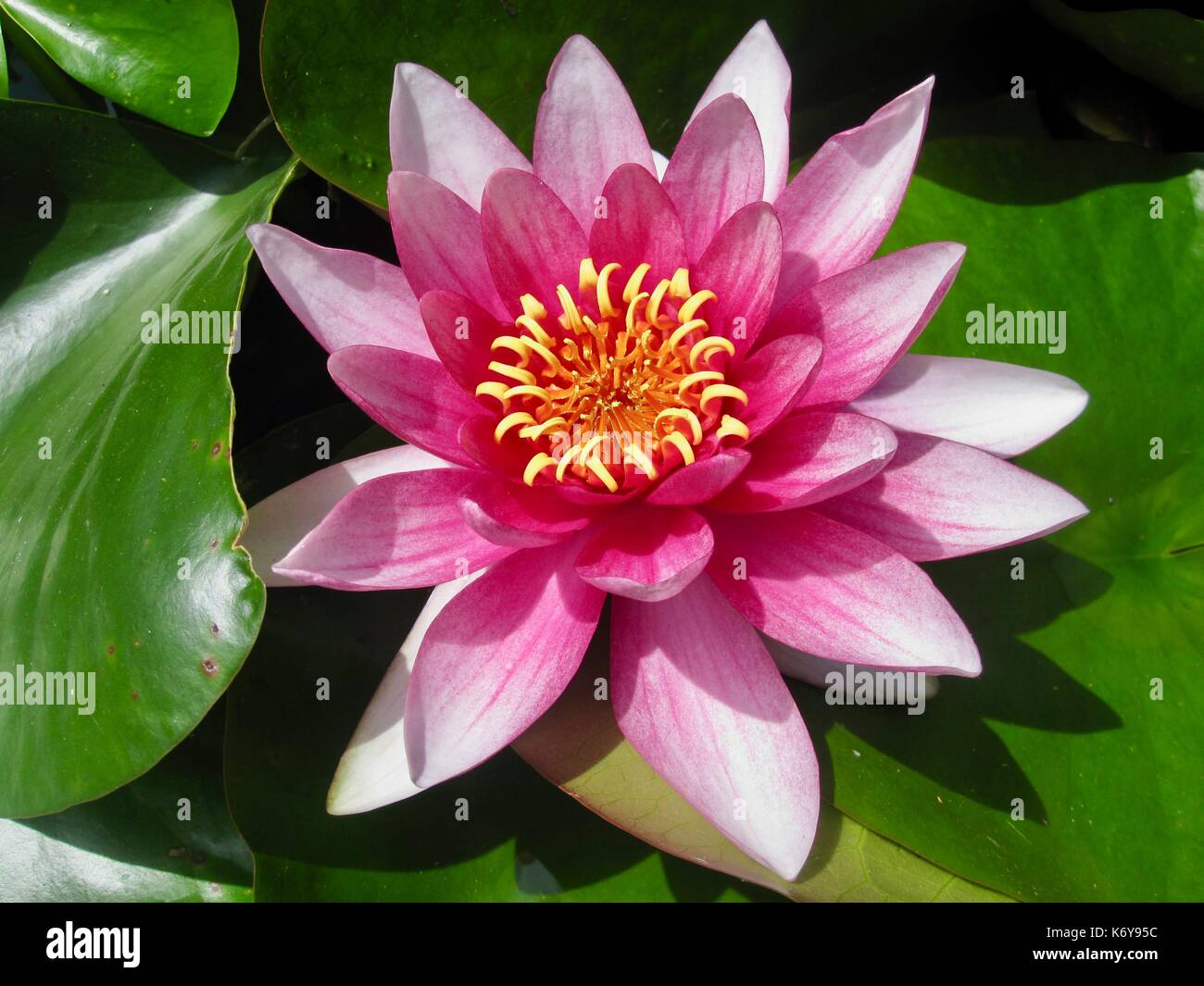Flora portuguesa, flor, planta Stock Photo - Alamy