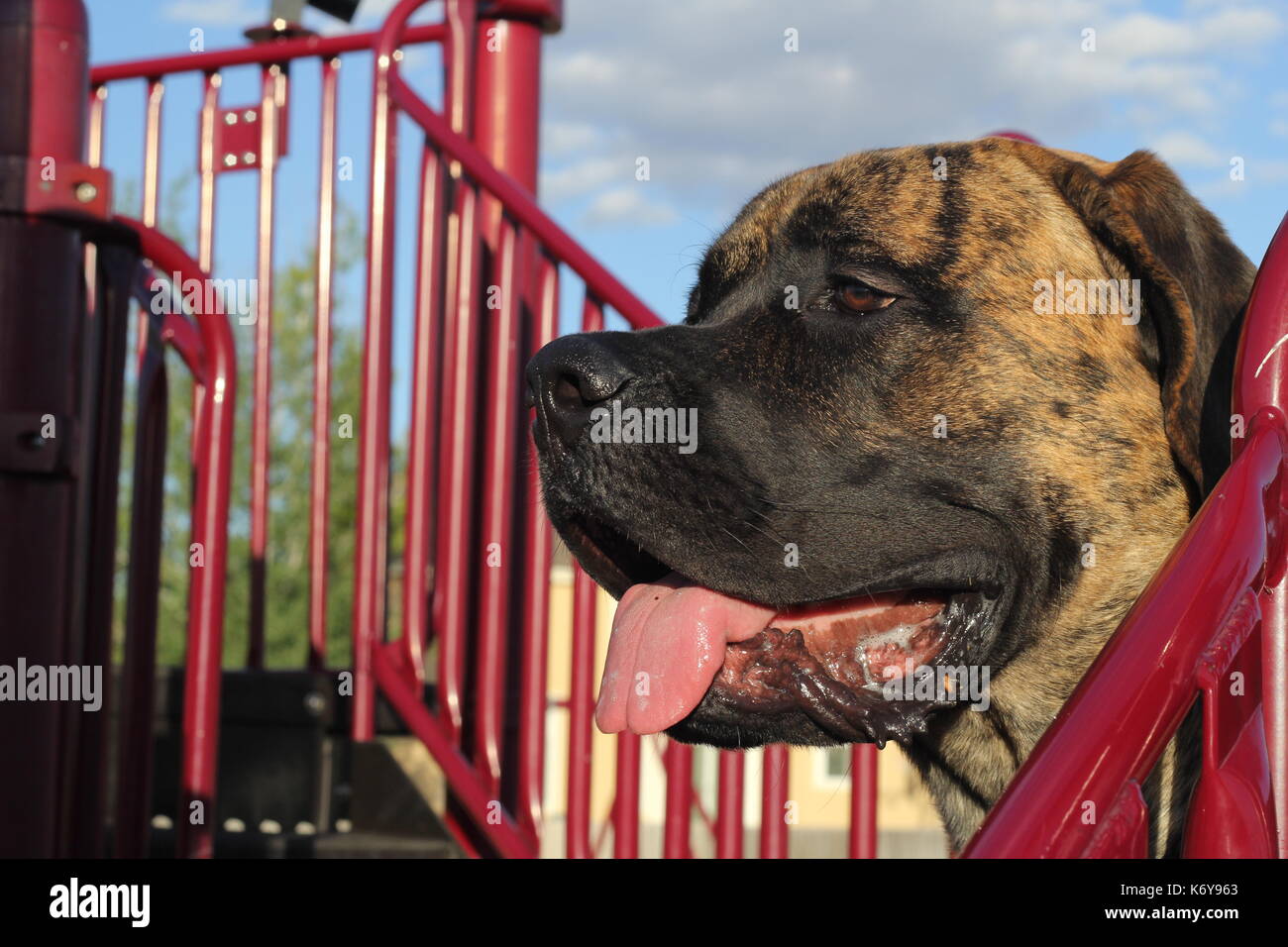 Brindle mastiff hi-res stock photography and images - Alamy