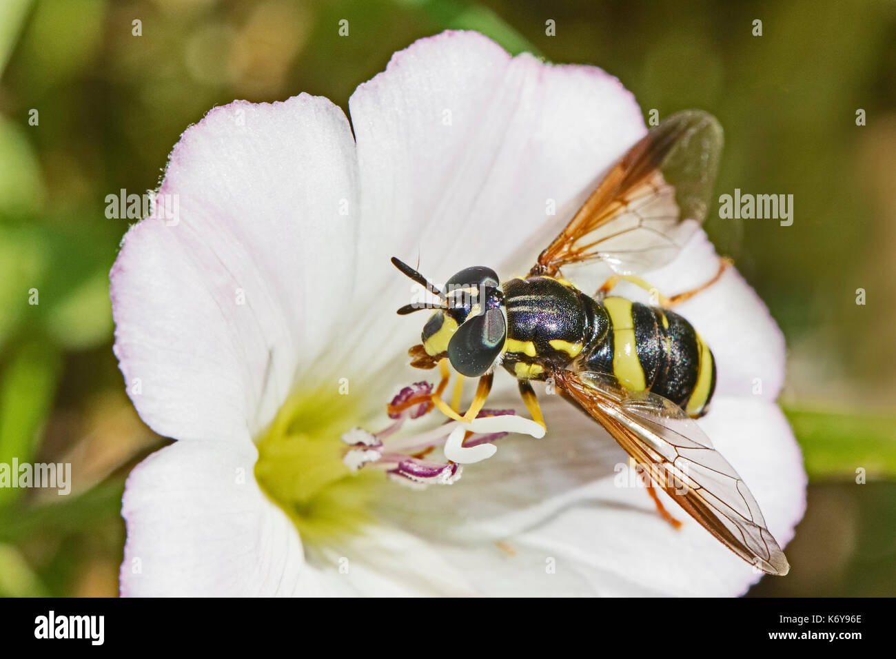 Female hoverfly hi-res stock photography and images - Alamy