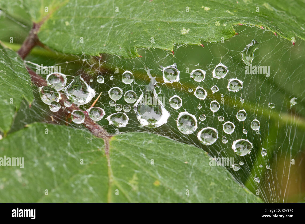 Raindrops on a spider's web Stock Photo - Alamy