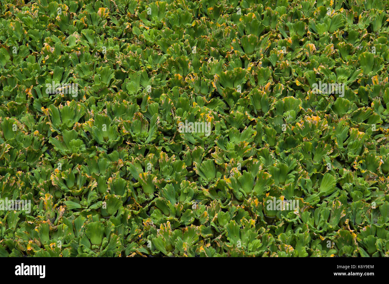 Aquatic Weed background - Backdrop of overgrown of aquatic weed, known ...
