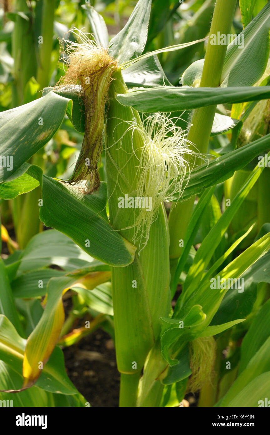 Sweetcorn growing hi-res stock photography and images - Alamy