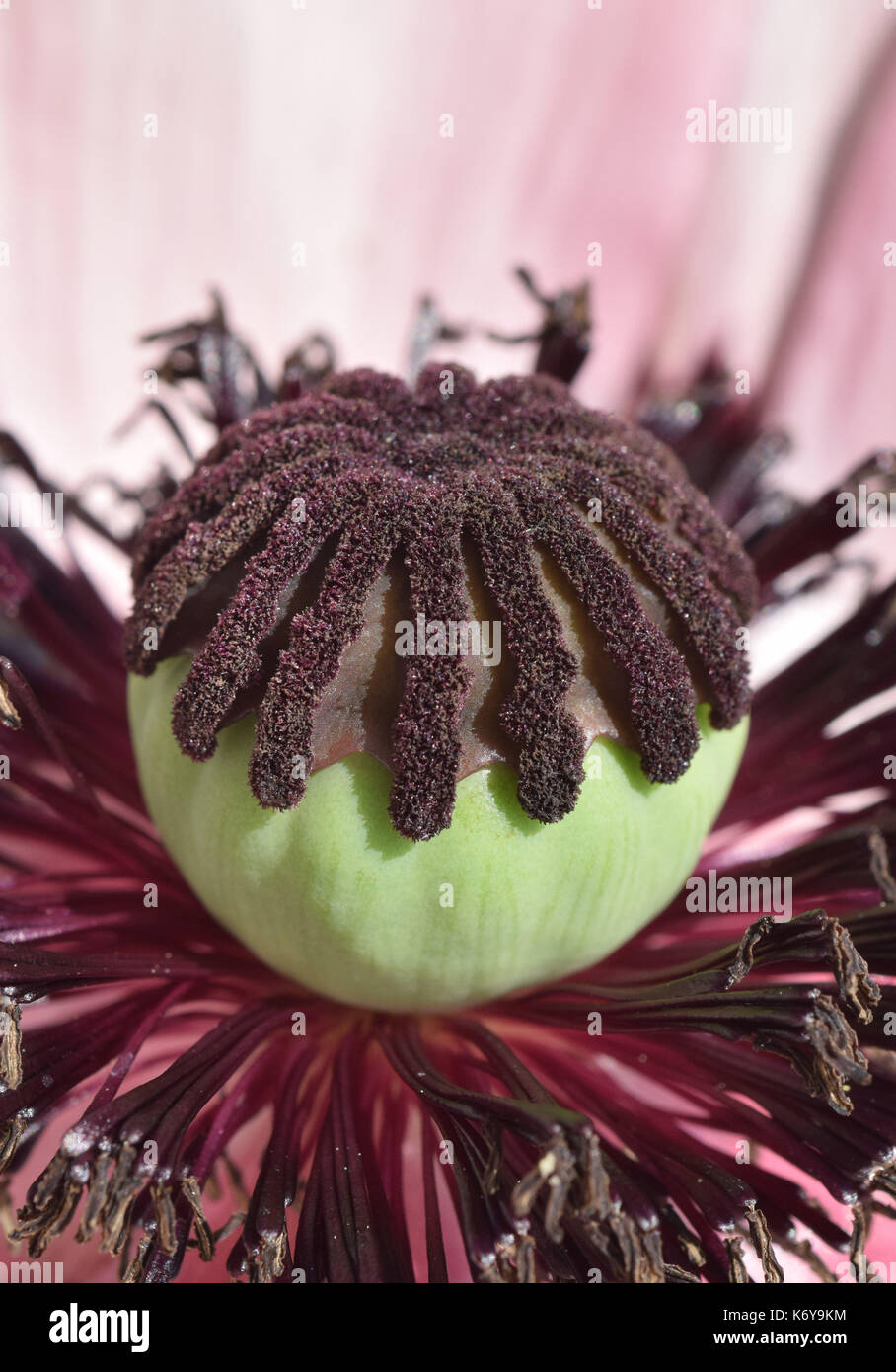 Dark pink poppy hi-res stock photography and images - Alamy
