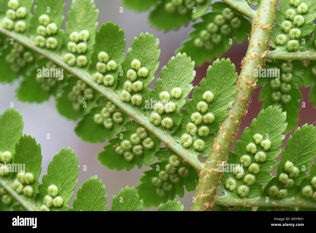 What Are The Black Dots On Fern Leaves at Annie Ettinger blog