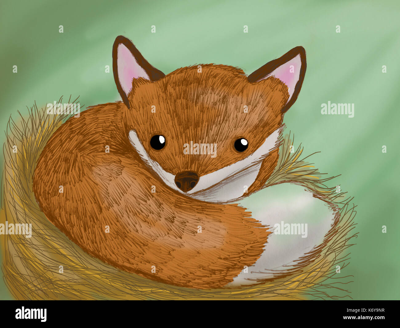 Curled up fox hi-res stock photography and images - Alamy