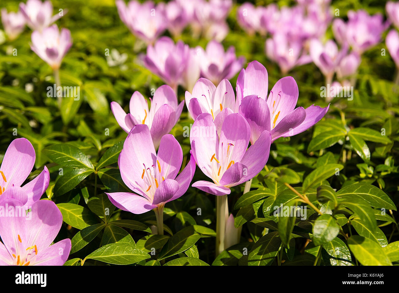 Autumn crocus (Colchicum autumnale Stock Photo - Alamy