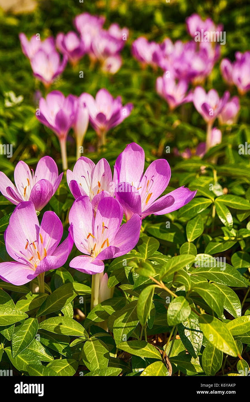 Autumn crocus (Colchicum autumnale Stock Photo - Alamy