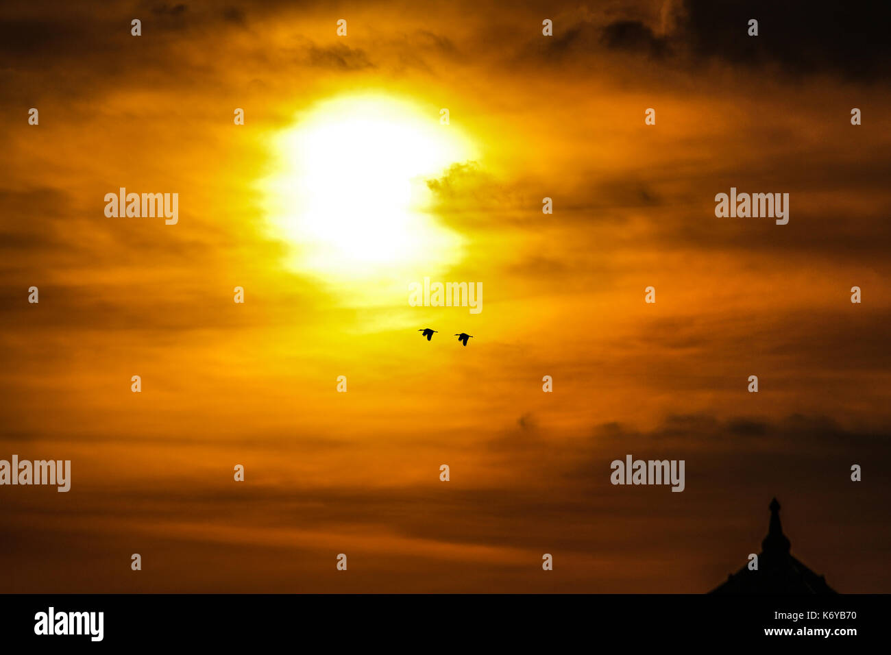 Crows are cool hi-res stock photography and images - Alamy