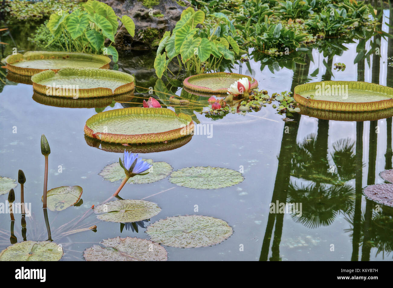 Nymphaea caerulea hi-res stock photography and images - Alamy